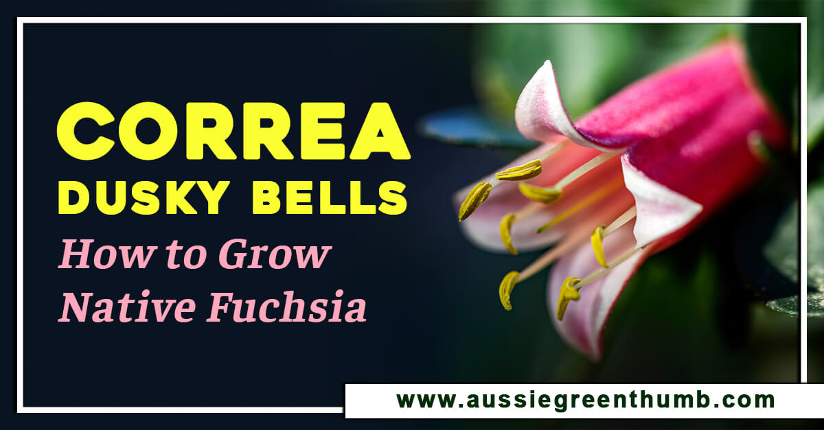 Correa ‘Dusky Bells’: How to Grow Native Fuchsia : AGT