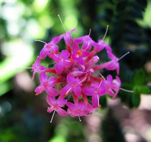 Pimelea Ferruginea | Growing + Care Guide Australia - AGT