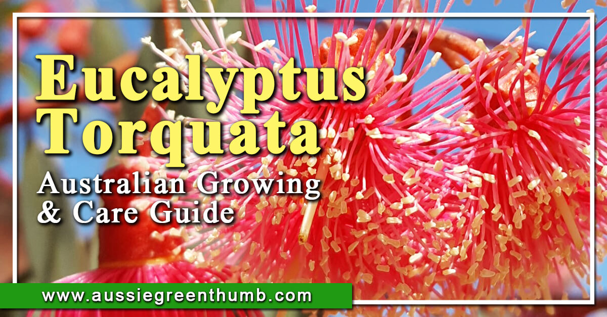 Eucalyptus torquata (Coral Gum) | Growing + Care Guide Australia - AGT