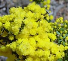 Acacia Acinacea | Growing + Care Guide Australia - AGT