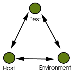 raisedgardenbeds | good fun in the back yard