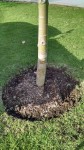 DIY Gardening tips: Tree Mulch Rings - Aussie Green Thumb