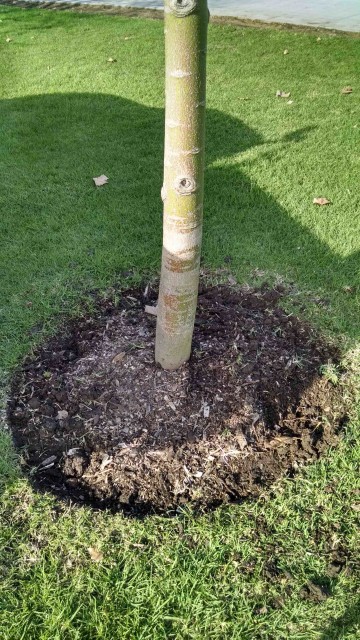 DIY Gardening tips: Tree Mulch Rings : AGT