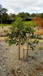 How to Stake a Tree | Easy Tree Staking Basics Guide
