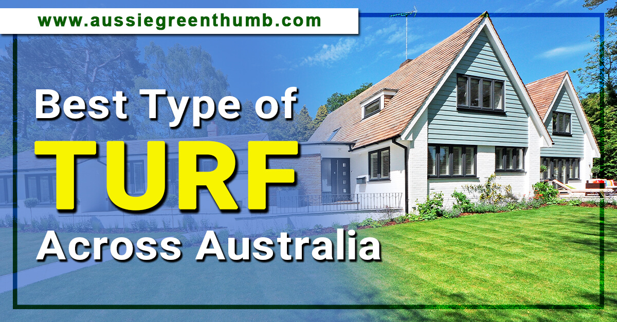Grass Types in Australia | Picking the Best Type of Turf : AGT