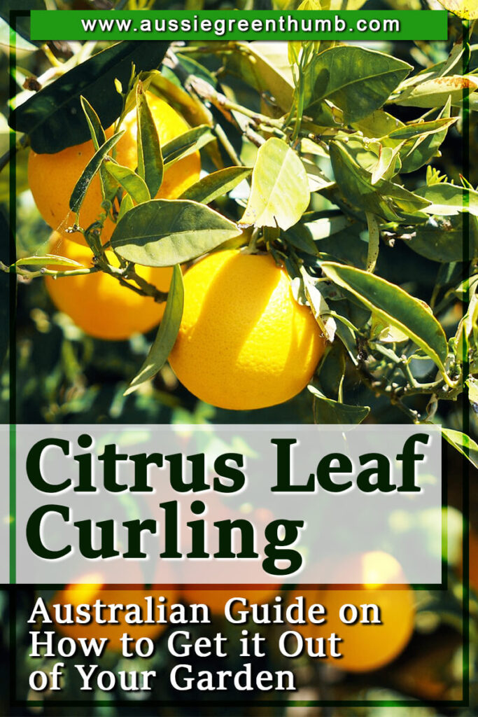 Citrus Leaf Curling | How to Get it Out of Your Garden : AGT