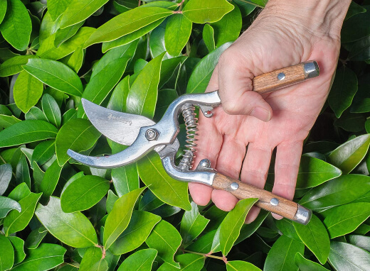 5 Best Gardening Secateurs | Australian Buying Guide 2022 - AGT