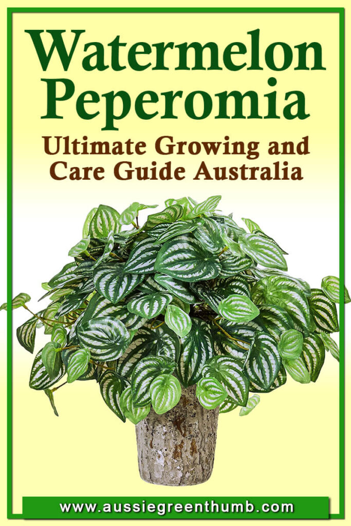 Watermelon Peperomia | Growing and Care Guide Australia