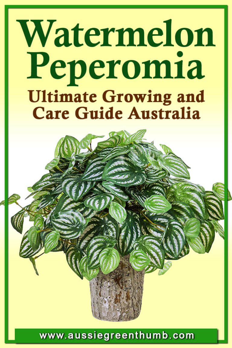 Watermelon Peperomia | Growing and Care Guide Australia