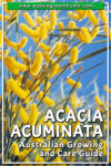 Acacia acuminata (Raspberry Jam Wattle) | Growing + Care Guide ...