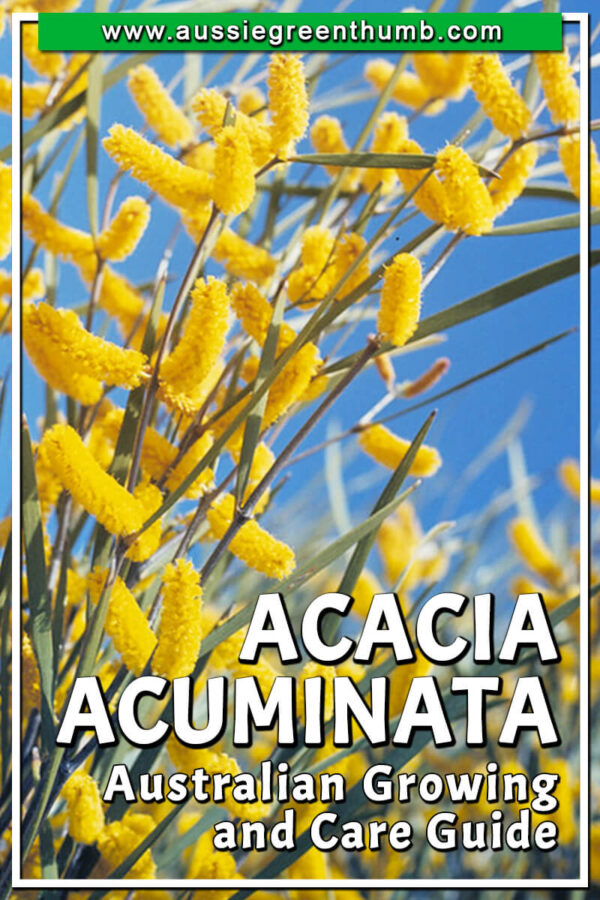 Acacia acuminata (Raspberry Jam Wattle) | Growing + Care Guide ...
