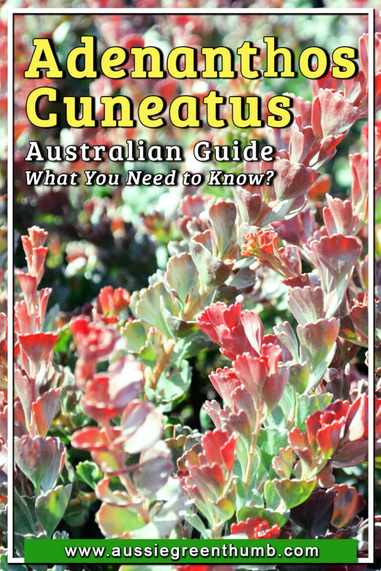 Adenanthos cuneatus ‘Coral Carpet’ (Coastal Jug Flower) - Growing Guide