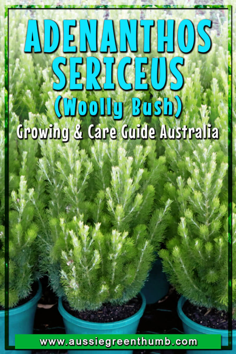 Adenanthos sericeus (Woolly Bush) Growing & Care Guide