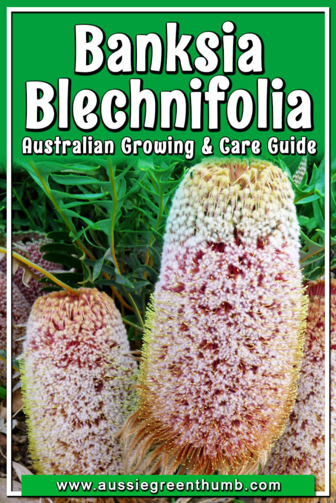 Banksia blechnifolia (Southern Blechnum Banksia) | Growing + Care Guide ...