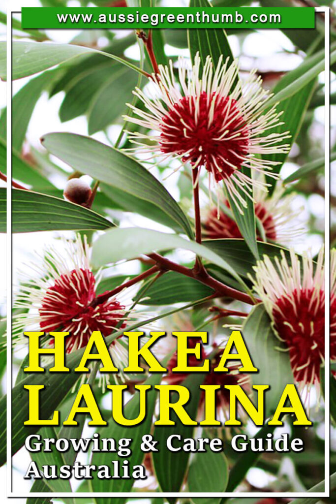 Hakea laurina (Pincushion Hakea) | Growing + Care Guide Australia - AGT