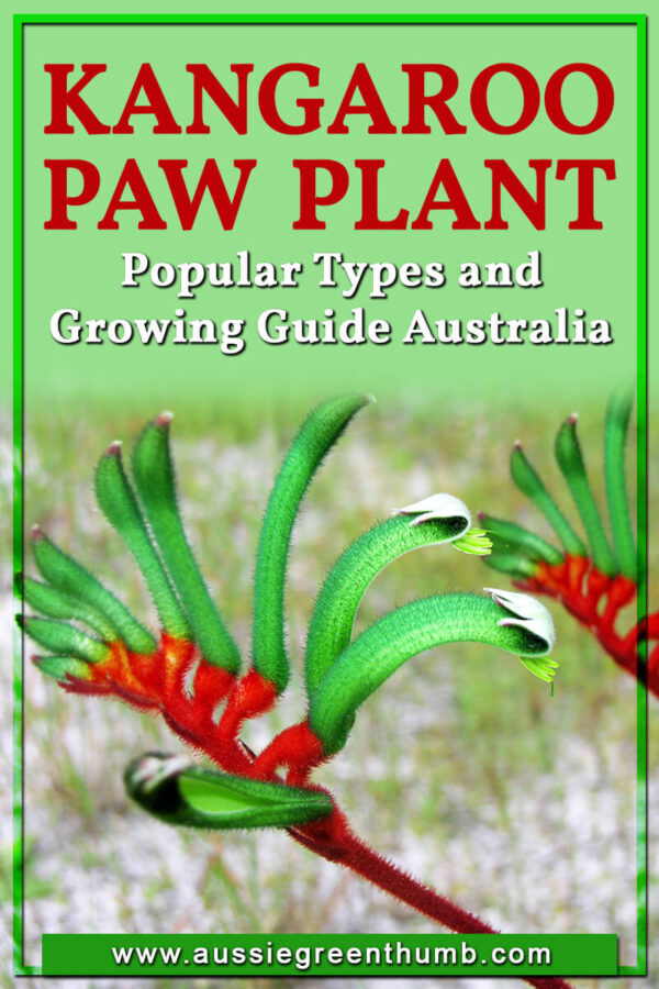 Kangaroo Paw Plant | Popular Types and Growing Guide - AGT