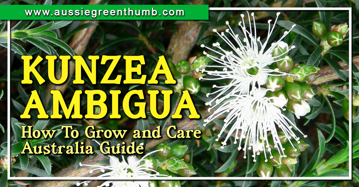 Kunzea ambigua (Tick Bush) | Growing and Care Guide Australia - AGT