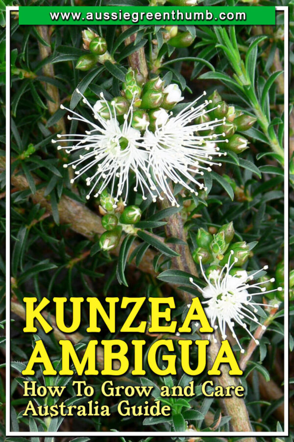 Kunzea ambigua (Tick Bush) | Growing and Care Guide Australia - AGT