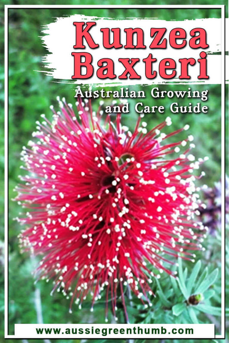 Kunzea baxteri (Scarlet Kunzea) | Growing + Care Guide Australia - AGT