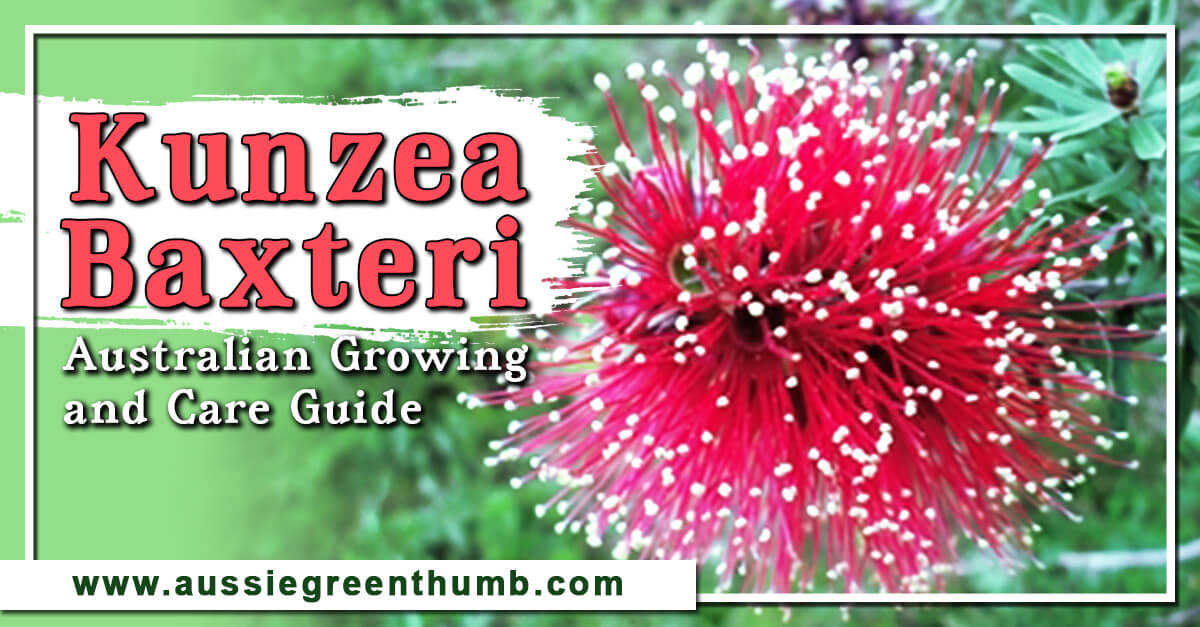 Kunzea baxteri (Scarlet Kunzea) | Growing + Care Guide Australia - AGT