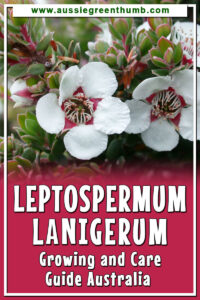 Leptospermum lanigerum (Woolly Tea Tree) | Growing + Care Guide ...