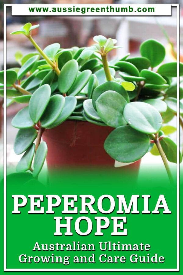 Peperomia Hope Ultimate Growing and Care Guide - AGT