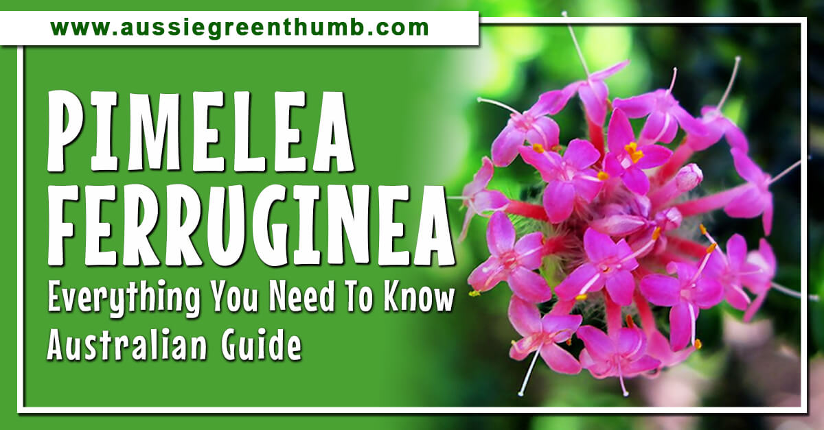 Pimelea Ferruginea | Growing + Care Guide Australia - AGT