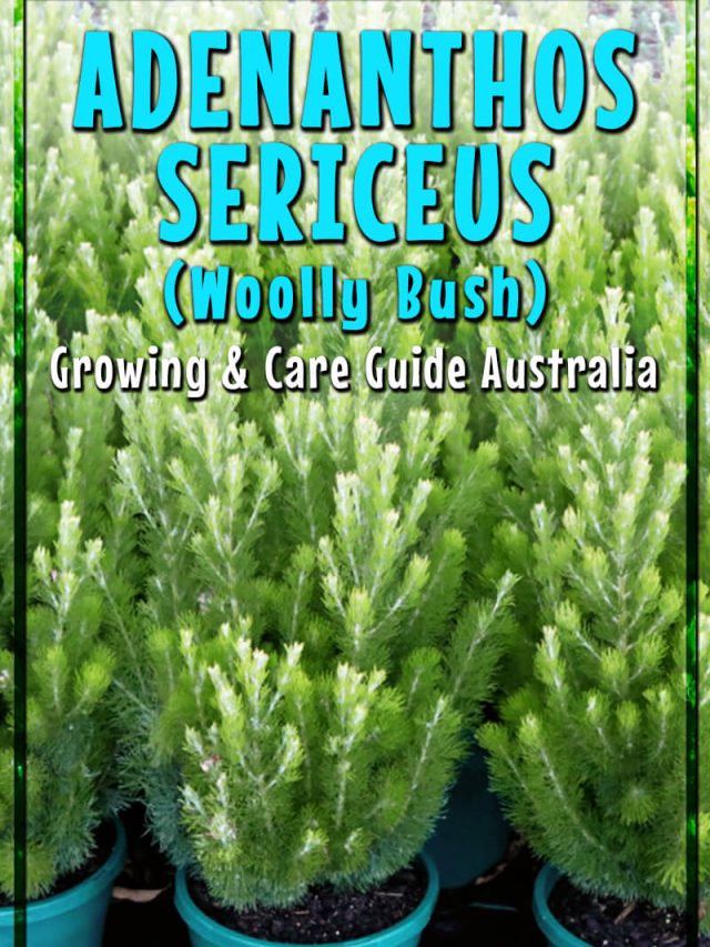 Adenanthos Sericeus (Woolly Bush) Growing & Care Guide - Aussie Green Thumb