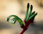 Kangaroo Paw Plant | Popular Types and Growing Guide - AGT