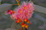 Eucalyptus torquata (Coral Gum) | Growing + Care Guide Australia - AGT