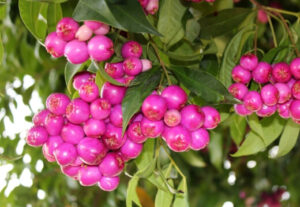 How to Grow Lilly Pilly Plant | Australian Growing Guide