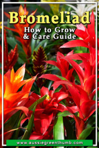 Bromeliad | How to Grow & Care Guide : AGT
