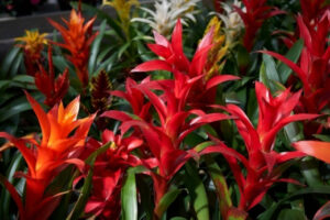 Bromeliad | How to Grow & Care Guide : AGT