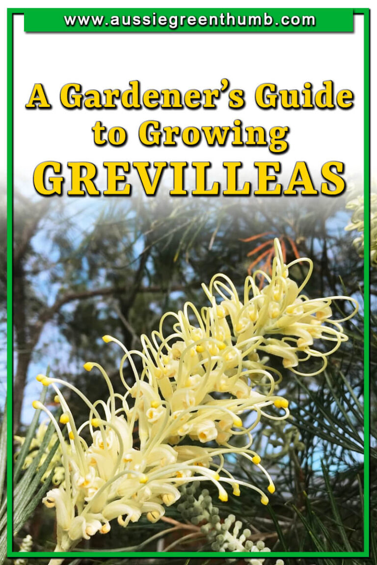 Grevilleas – Australian Native Gardeners' Guide
