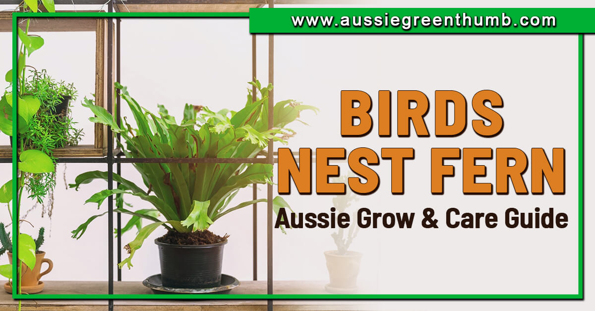 Birds Nest Fern Australian Grow And Care Guide Agt