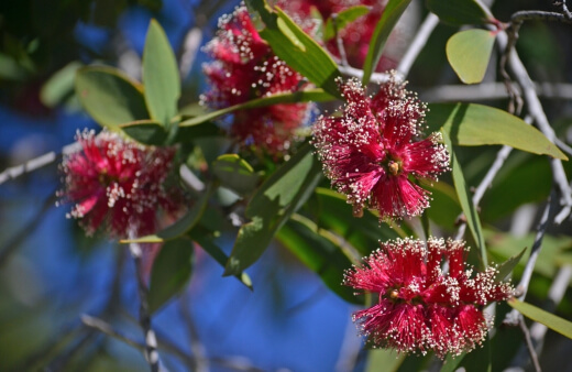 Melaleuca Viridiflora | Growing + Care Guide - AGT