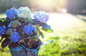 How to Grow Hydrangeas in Australia | Types, Planting & Care : AGT