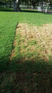 How to Lay Turf – A step by step guide to turfing your backyard : AGT