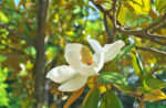 Little Gem Magnolia Australian Grow & Care Guide