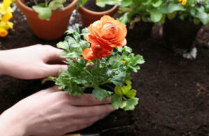 How to Grow Ranunculus in Australia - Aussie Green Thumb