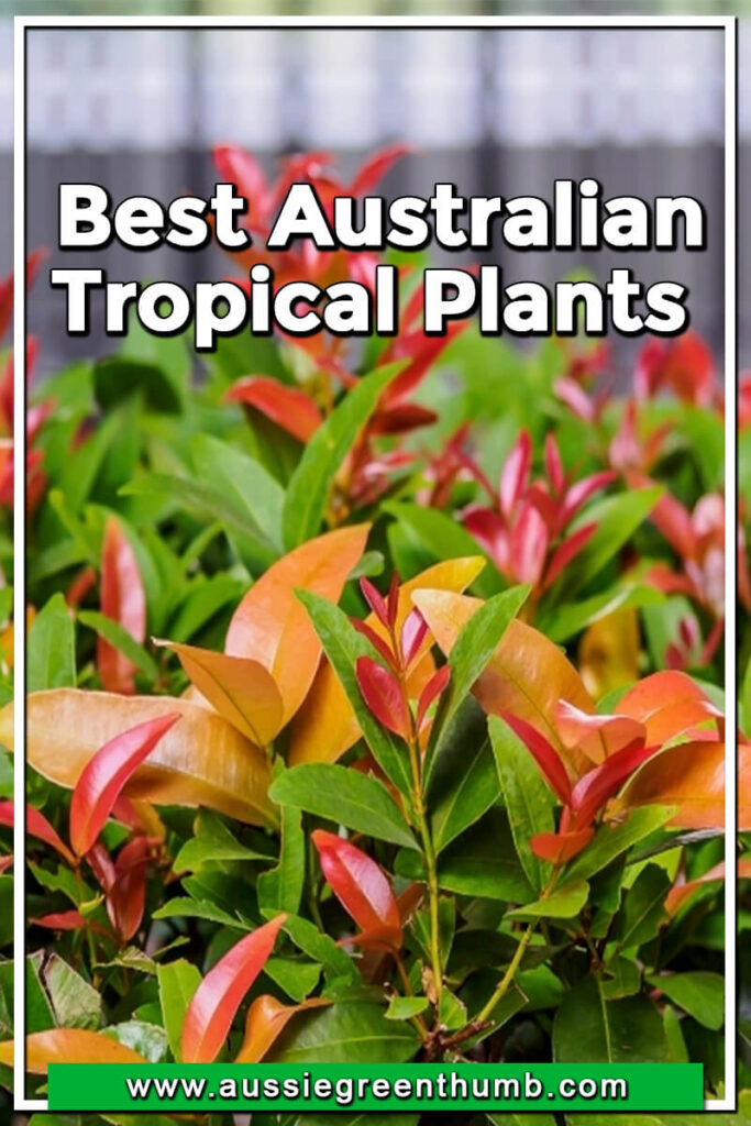 10 Best Australian Tropical Plants : AGT