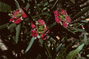 Leptospermum (Tea Tree) Australian Growing Guide - AGT