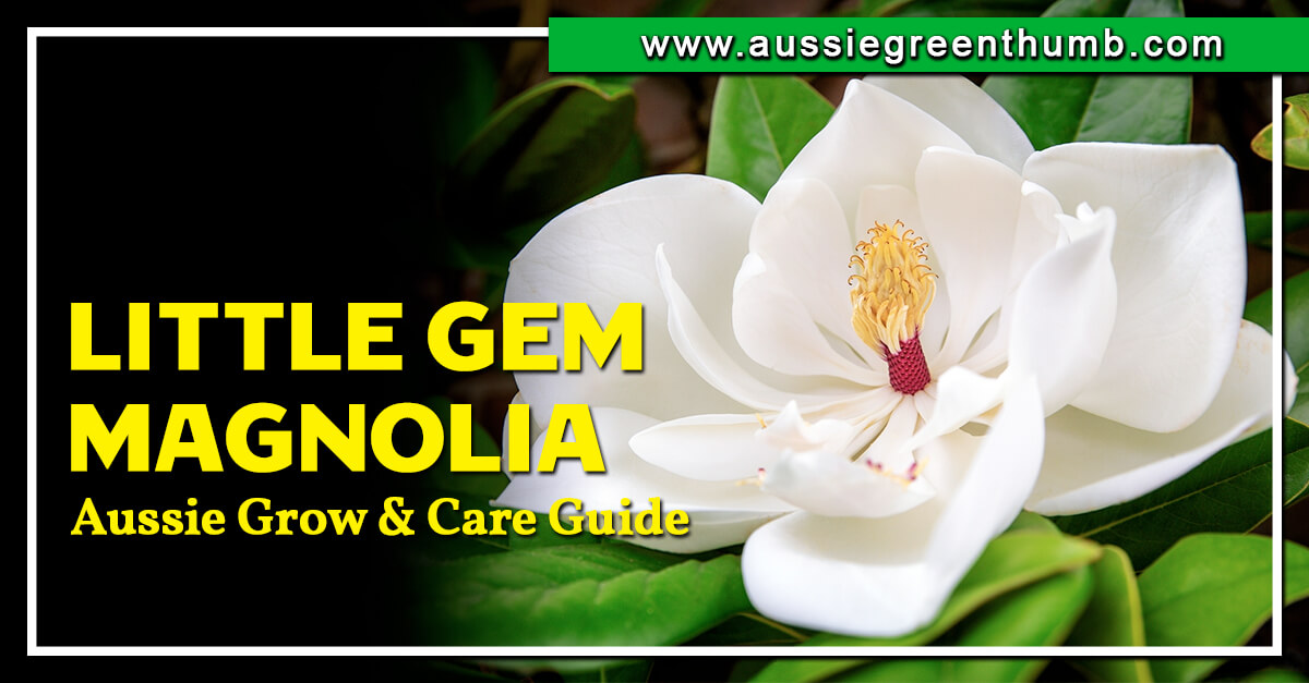 Little Gem Magnolia Australian Grow & Care Guide