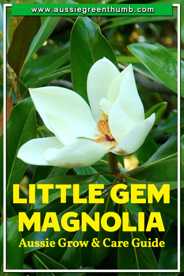 Little Gem Magnolia Australian Grow & Care Guide