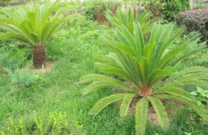 10 Best Australian Tropical Plants - Aussie Green Thumb