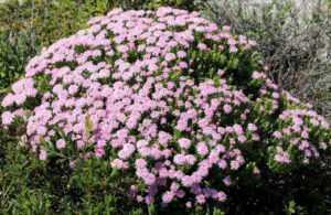 Pimelea Ferruginea | Growing + Care Guide Australia - AGT