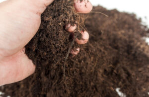 What is Loam Soil? : AGT