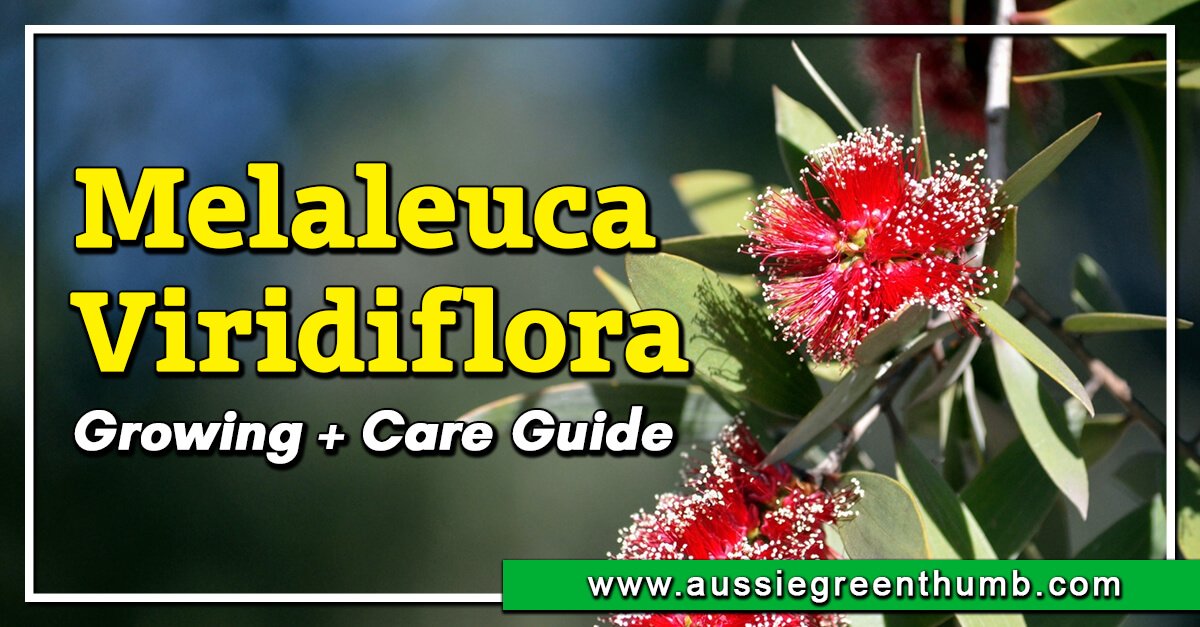 Melaleuca viridiflora (Broad-Leaved Paperbark) | Growing + Care Guide - AGT