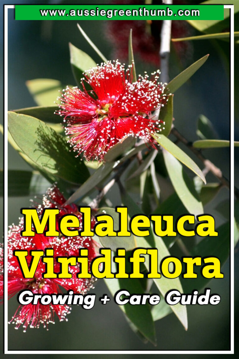 Melaleuca viridiflora (Broad-Leaved Paperbark) | Growing + Care Guide - AGT