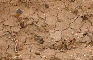 Common Garden Soil Problems and Solutions : AGT